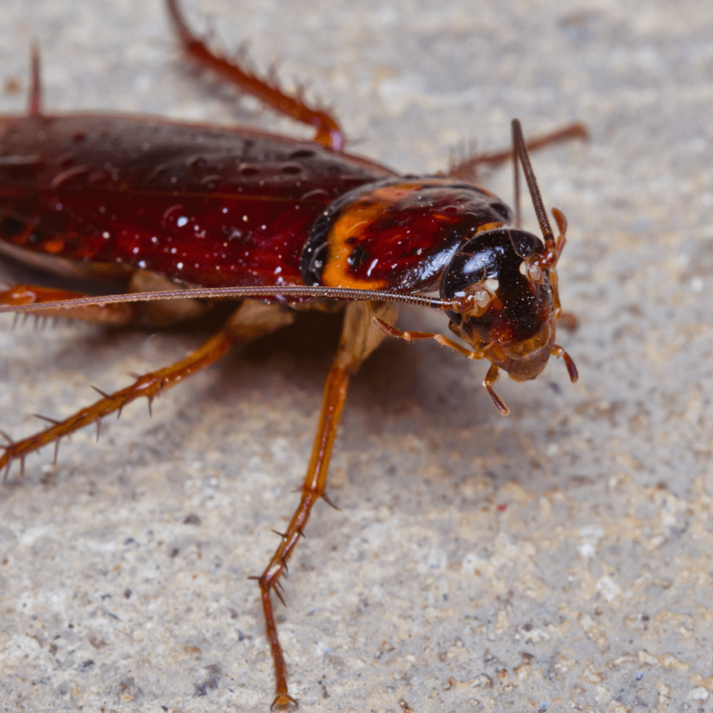 Top 7 des insectes dans la maison - Languedoc Hygiène Assist