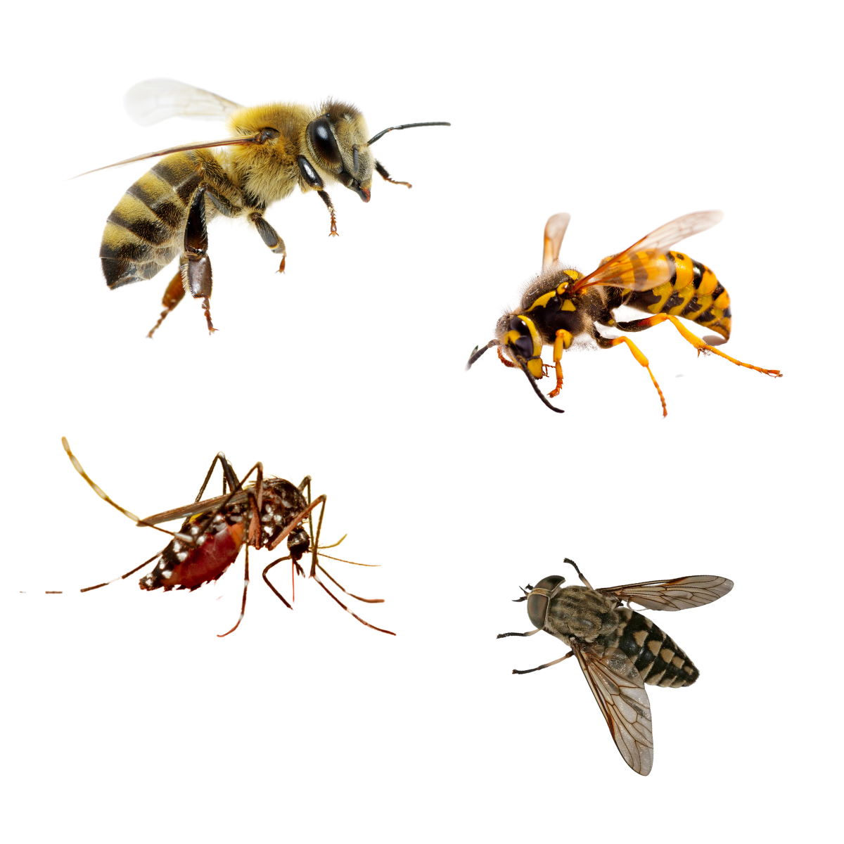Insectes piqueurs, comment agir?