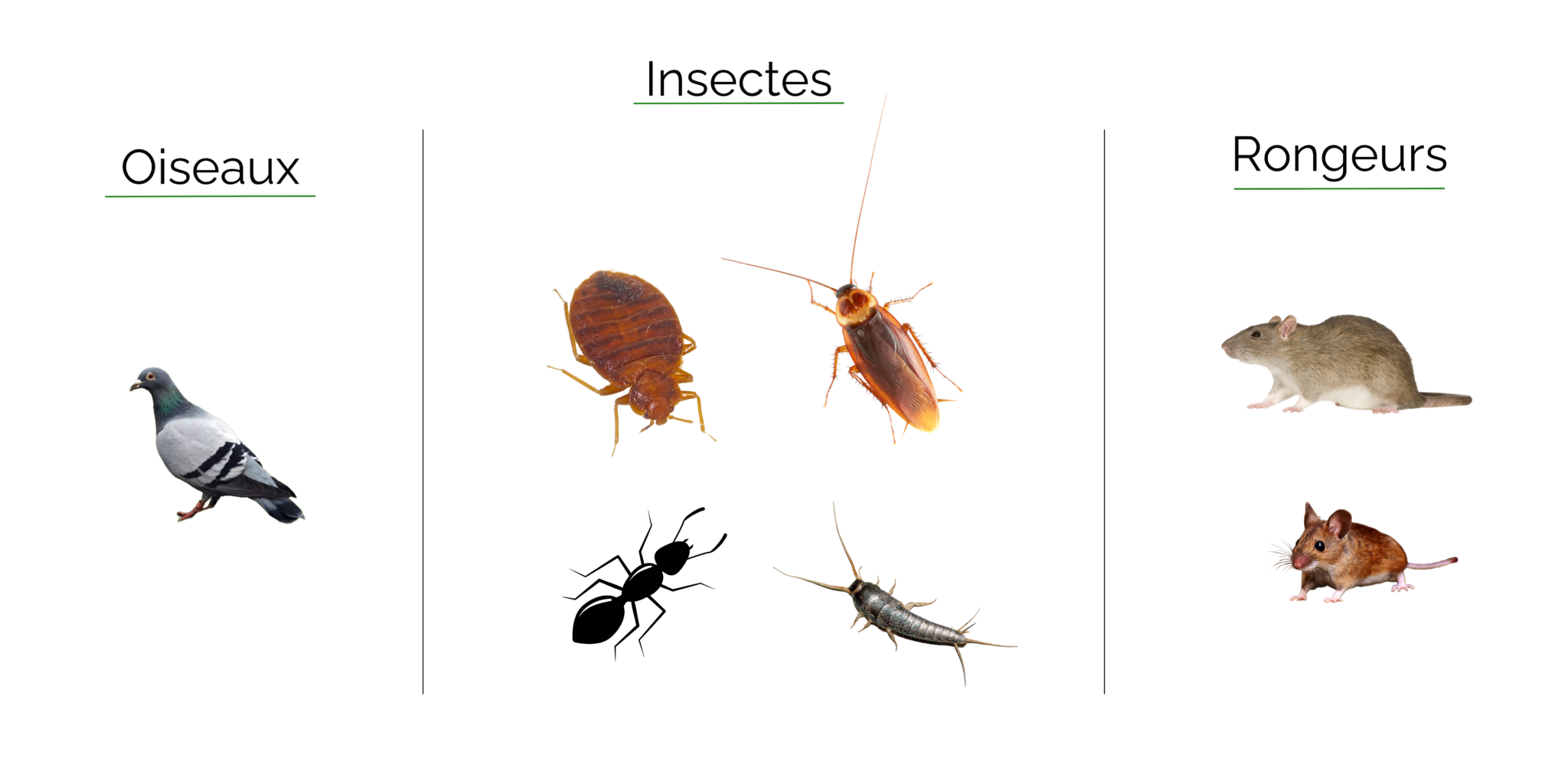 Comment survivent les nuisibles en hiver