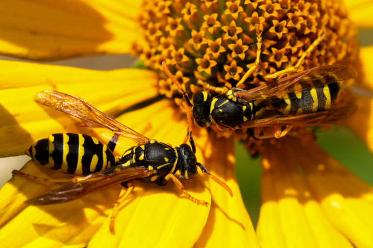 Les insectes au printemps : pourquoi reviennent-ils en force